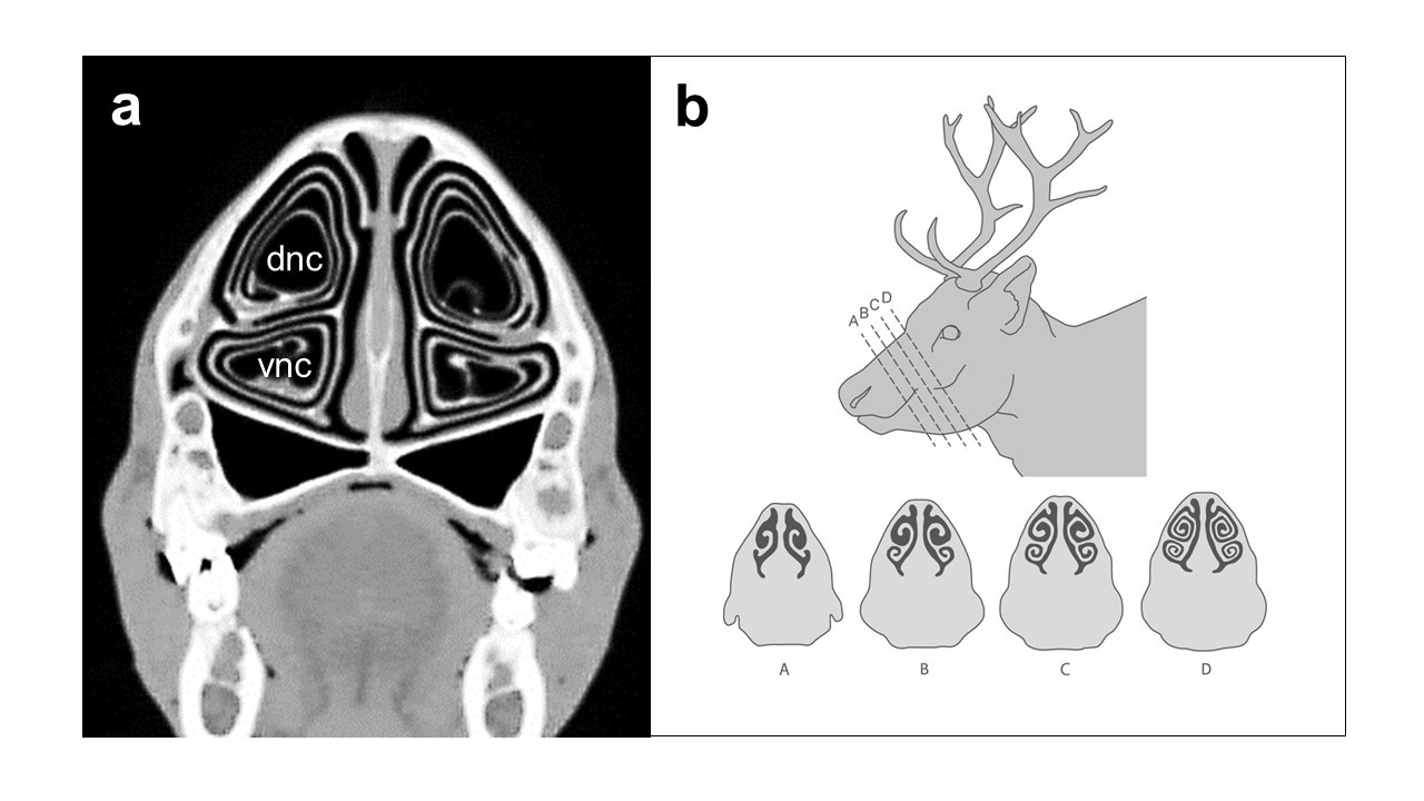 Read more about the reindeer nose and how it can help us studying ...